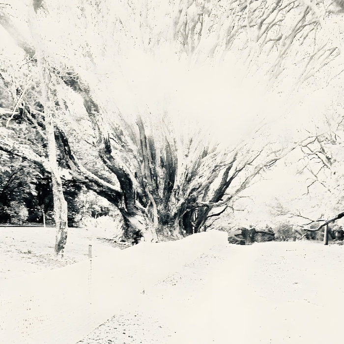 Tree Bleach | Jay Alexander