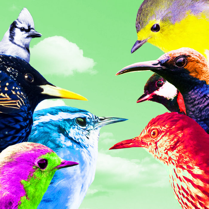 Songbirds | Sigh Figh