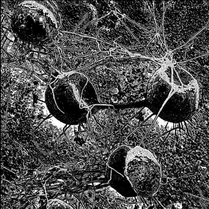 Powehi | Gavelman | Lifeforms