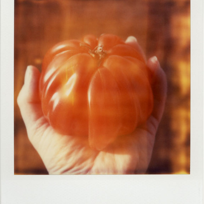 Tomato Plant | Kid on the Pavement