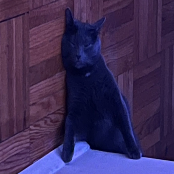 DJ Meow Meow Anthem | BKGD Audio