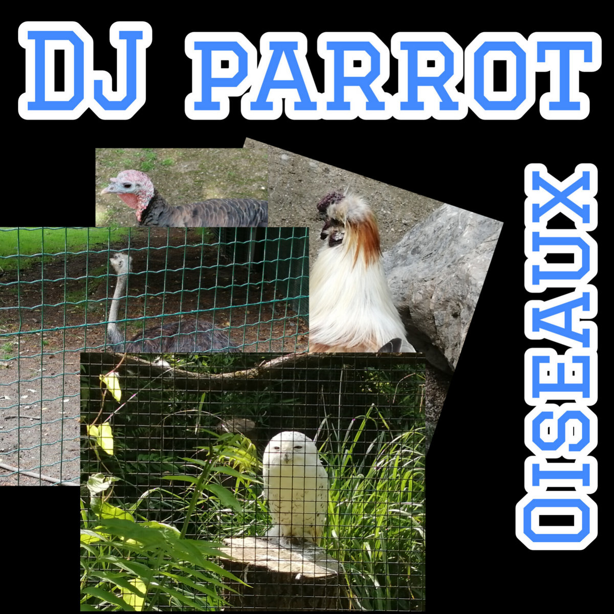 oiseaux | DJ parrot
