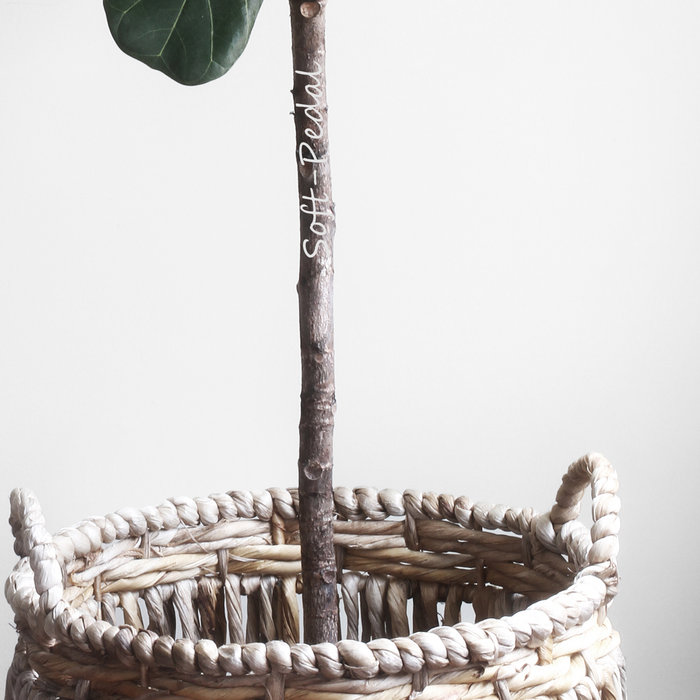 Soft-Pedal | Jimmy Strings