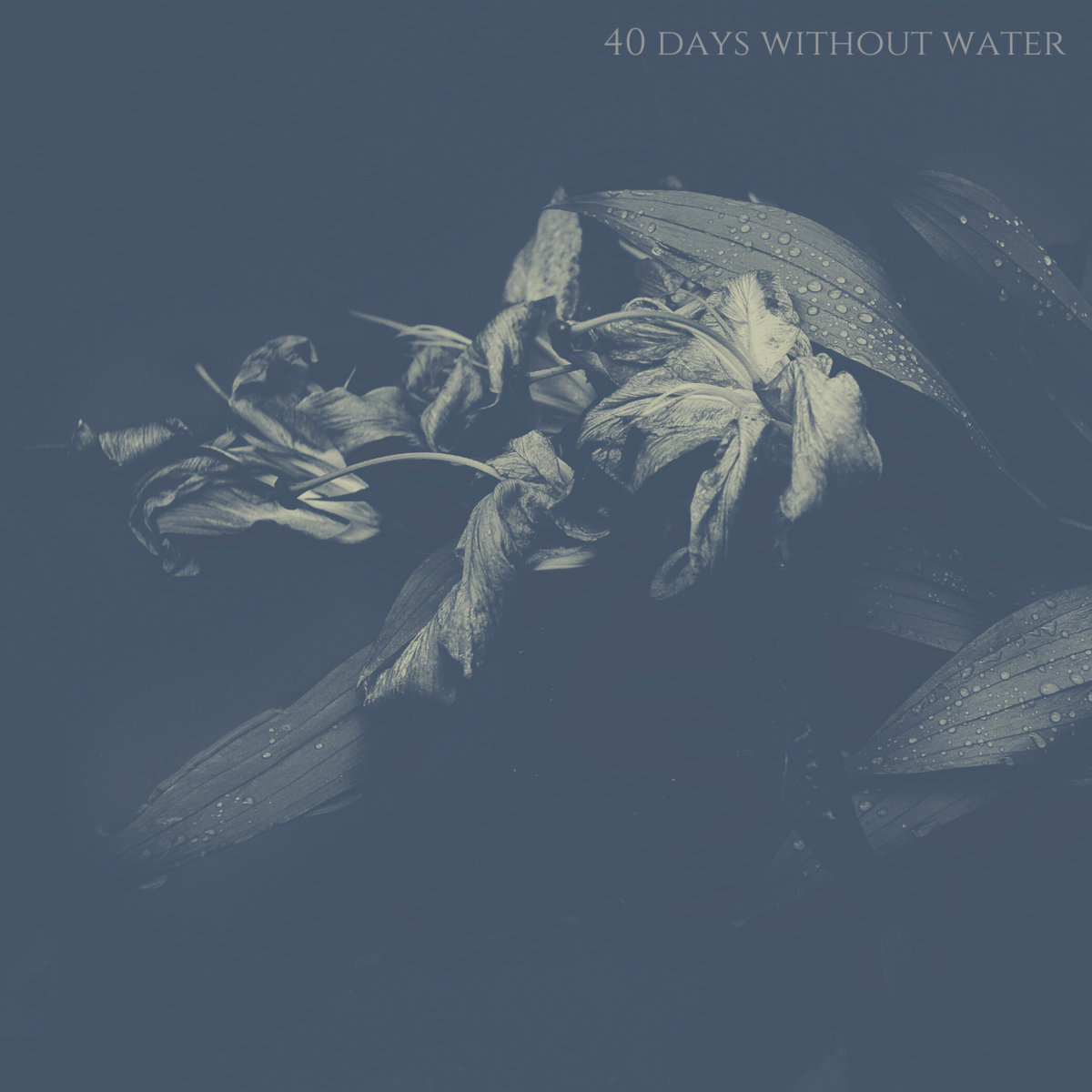 40 Days Without Water | 40 Days Without Water | Shore Dive Records
