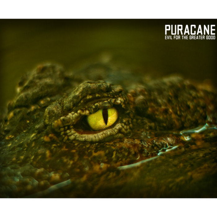 Dragons | Puracane | puracane