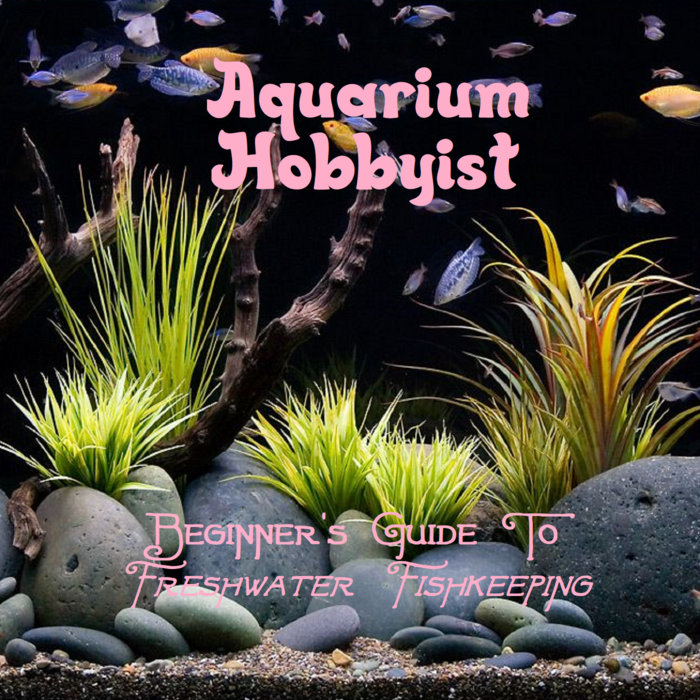 Beginner's Guide To Freshwater Fishkeeping | Aquarium Hobbyist