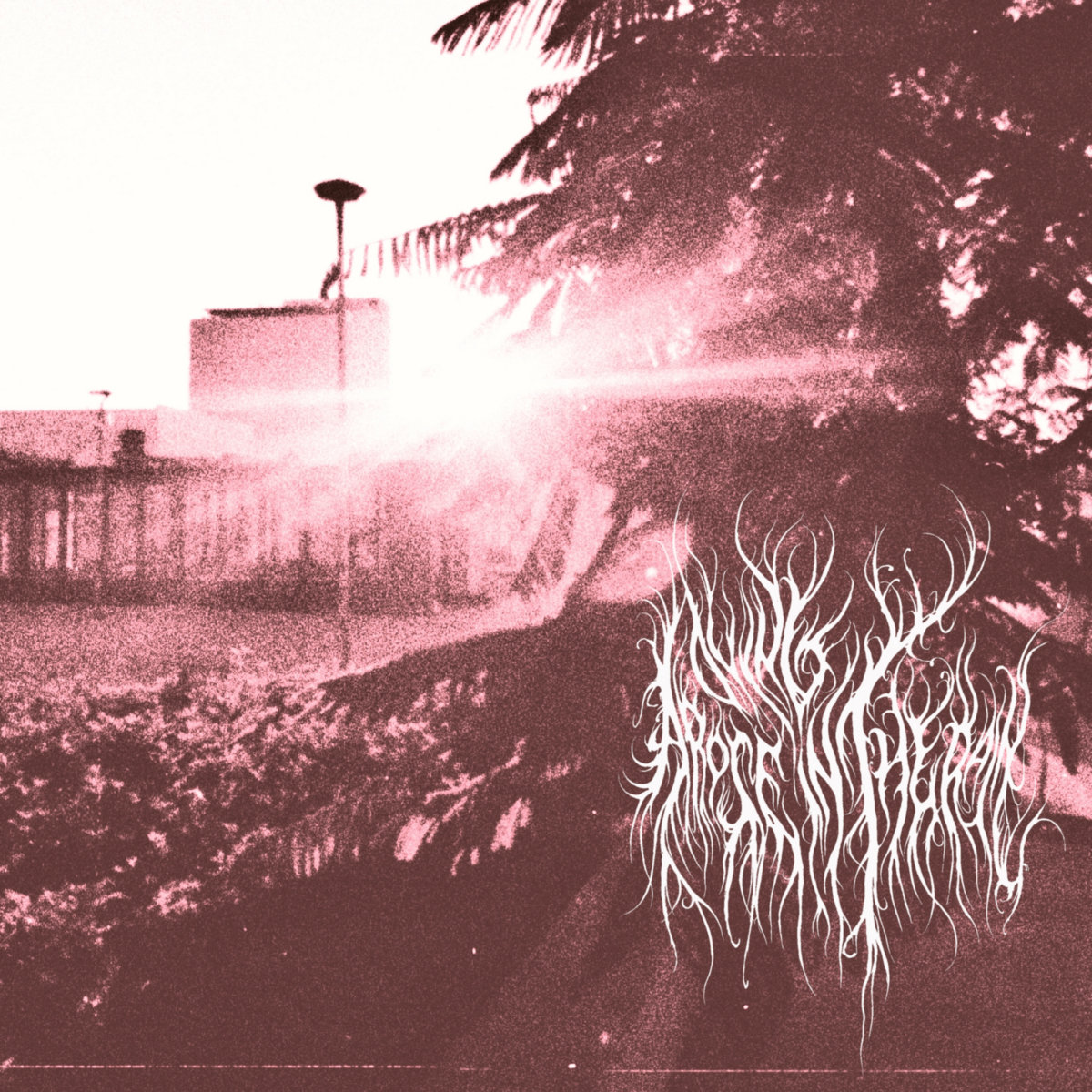 Eternal Sunset | A Rose Dying in the Rain | Fiadh Productions