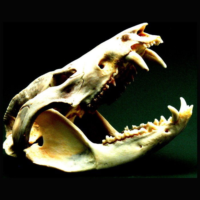 Opqrstuv | Opossum Head