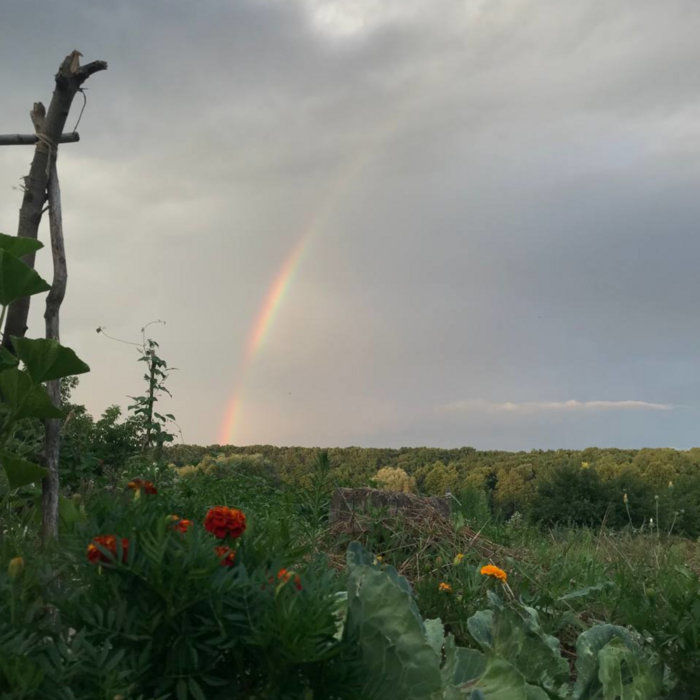 Flyarkivka Acid 5 | Vodor L Zeck | zanderhythm