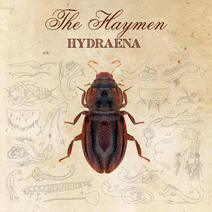 Hydraena | The Haymen