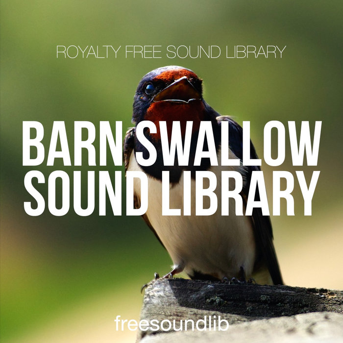 Barn Swallow Sound Library | freesoundlib