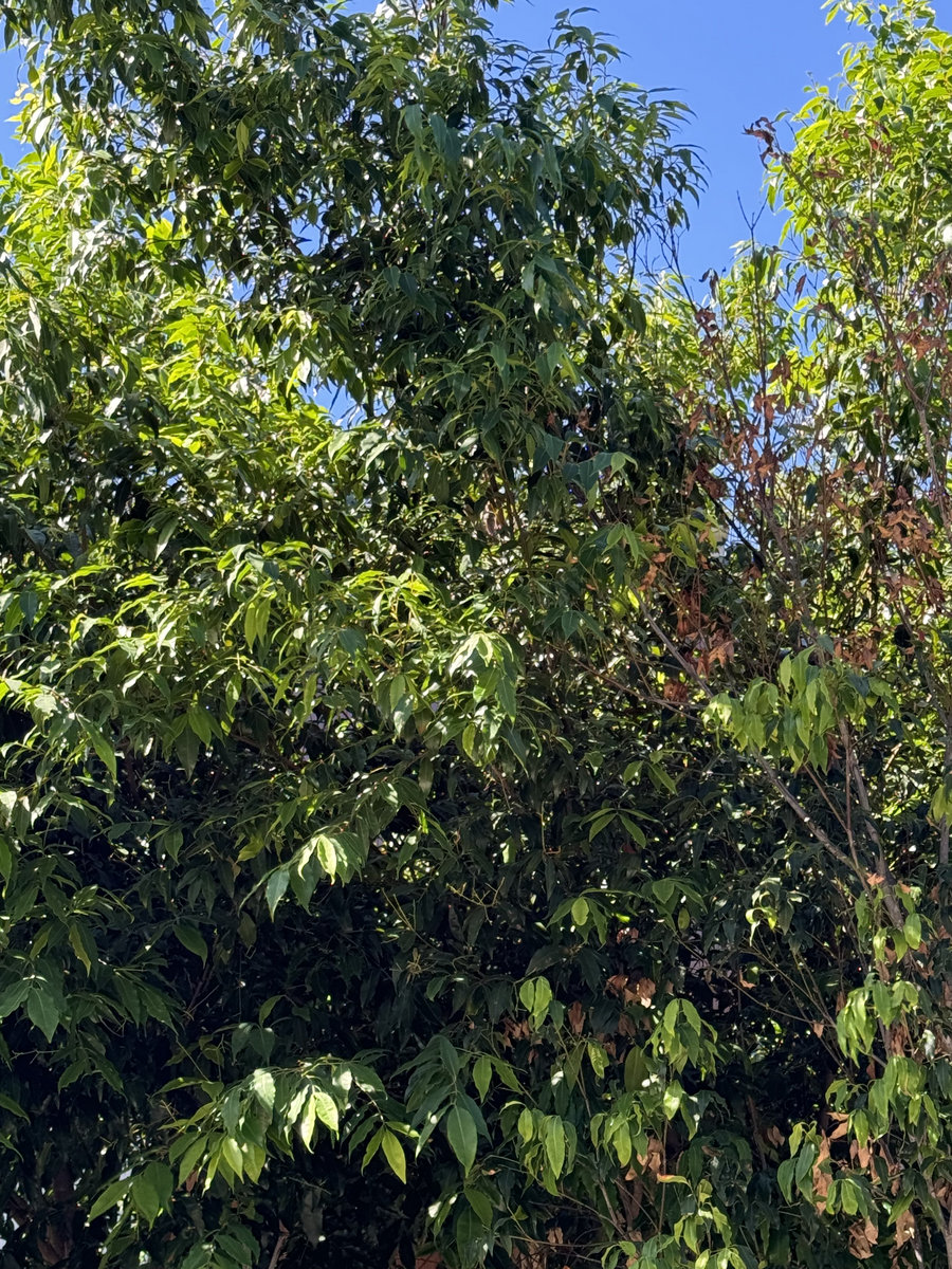 Bush Doof | eTERNIAN