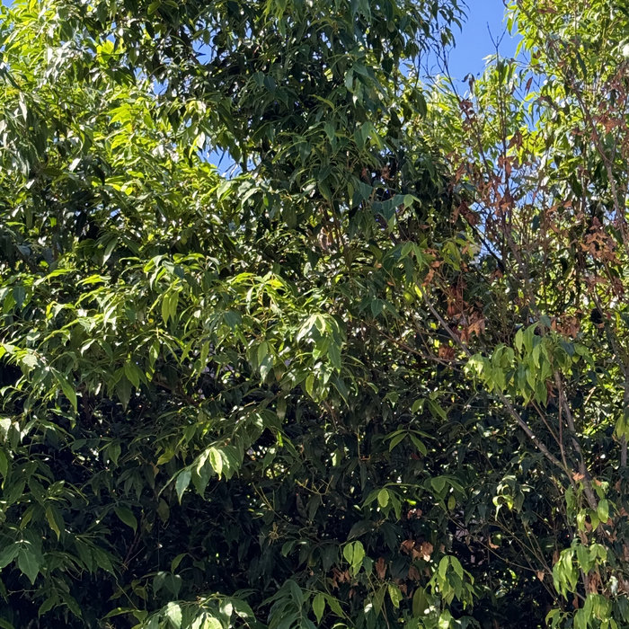 Bush Doof | eTERNIAN