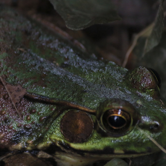 Toads Crossing | Breeze