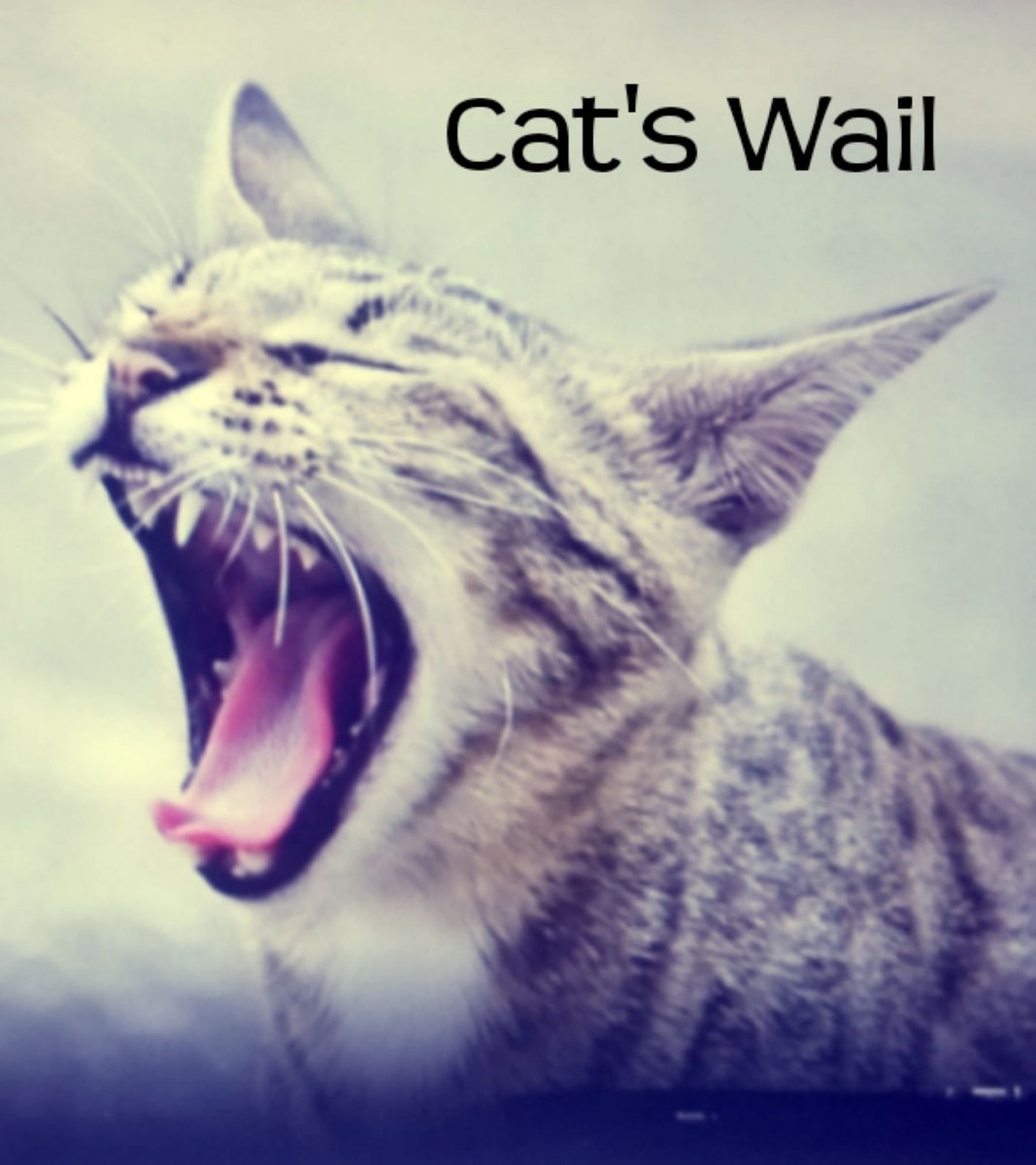 Cat's Wail | Bob Wingate