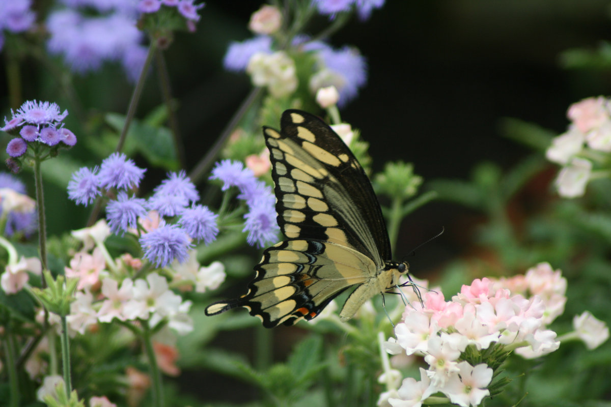 Marvin – The Ballad of the Reluctant Grand Spangled Fritillary | Kathy ...