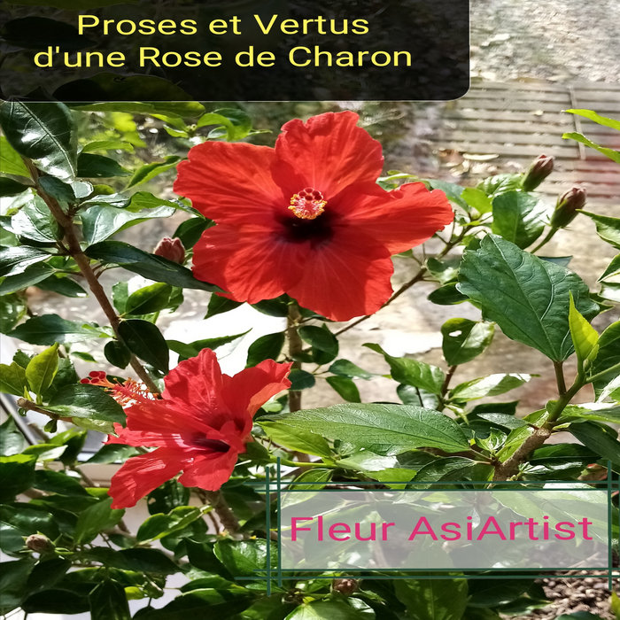Proses et Vertus d'une Rose de Charon | Fleur AsiArtist