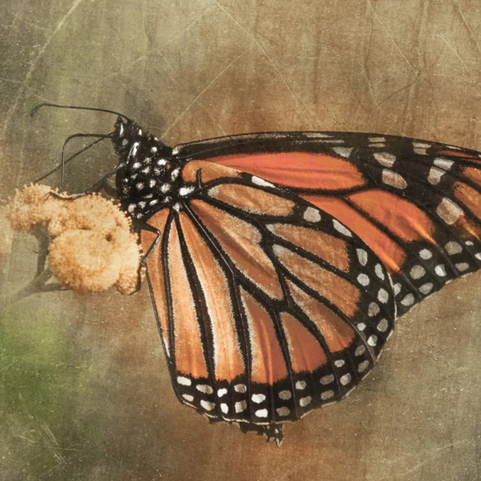 Monarch | Caleb Austin