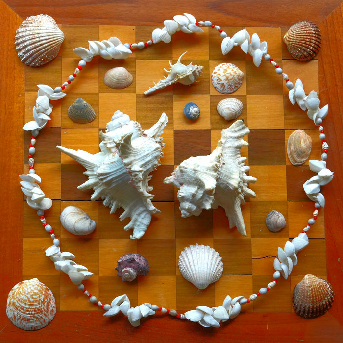 The Seashell Game | Steve Harris Zaum