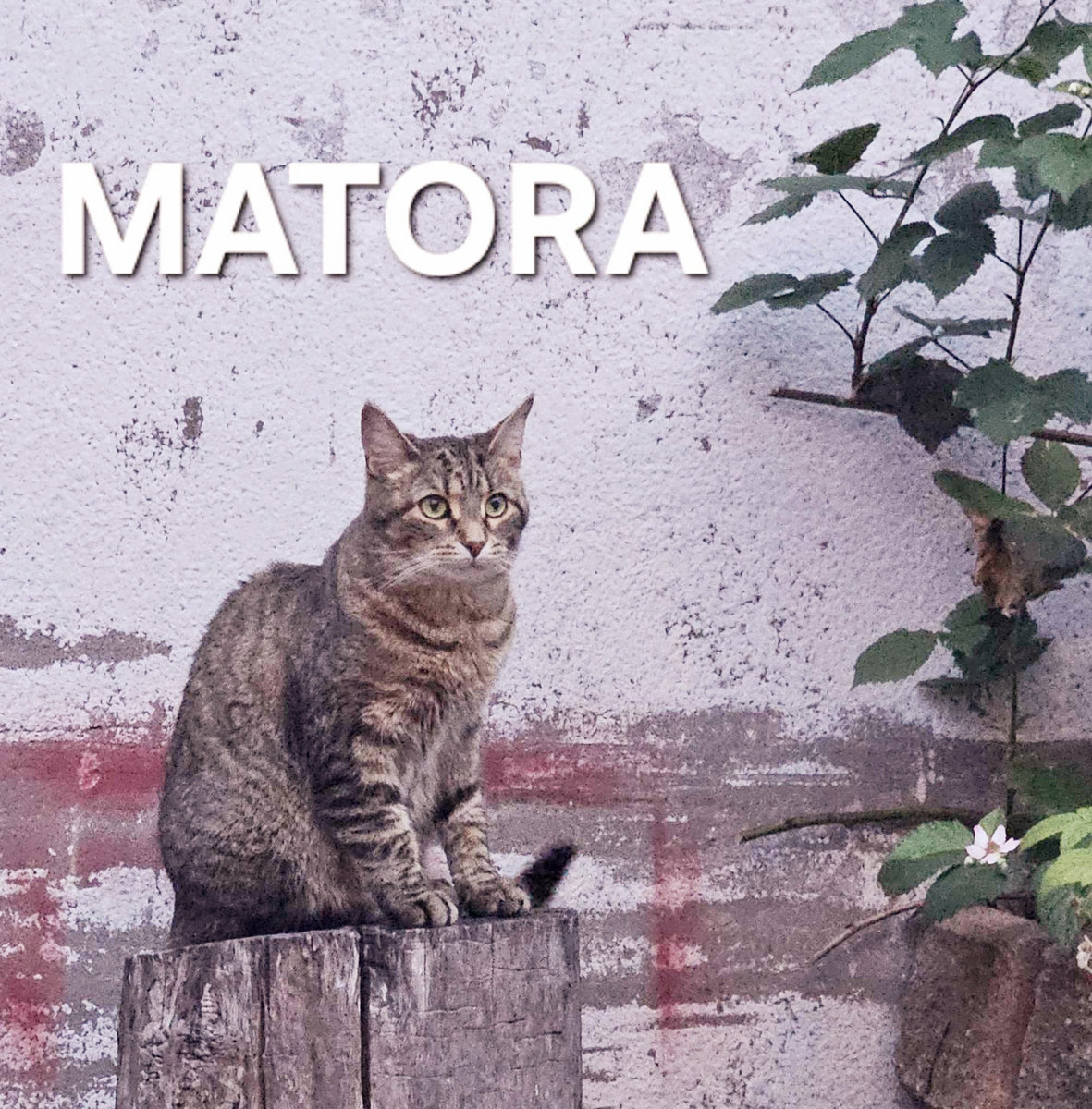 Matora | Matora