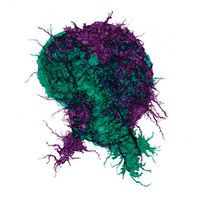 Daniel Rorke - The Brave Ones Have All Left Us | Satu