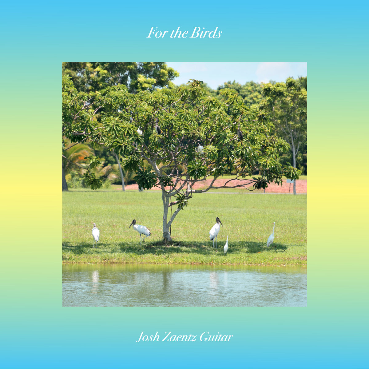 For the Birds | Josh Zaentz