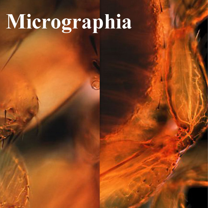 Micrographia | Micrographia