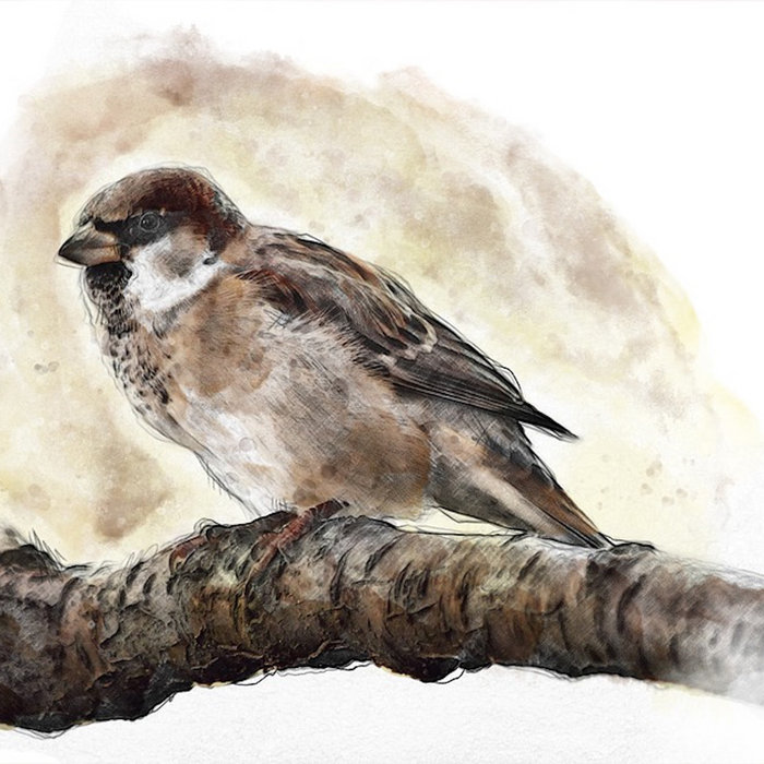 Bird List | Tarquin Bolton