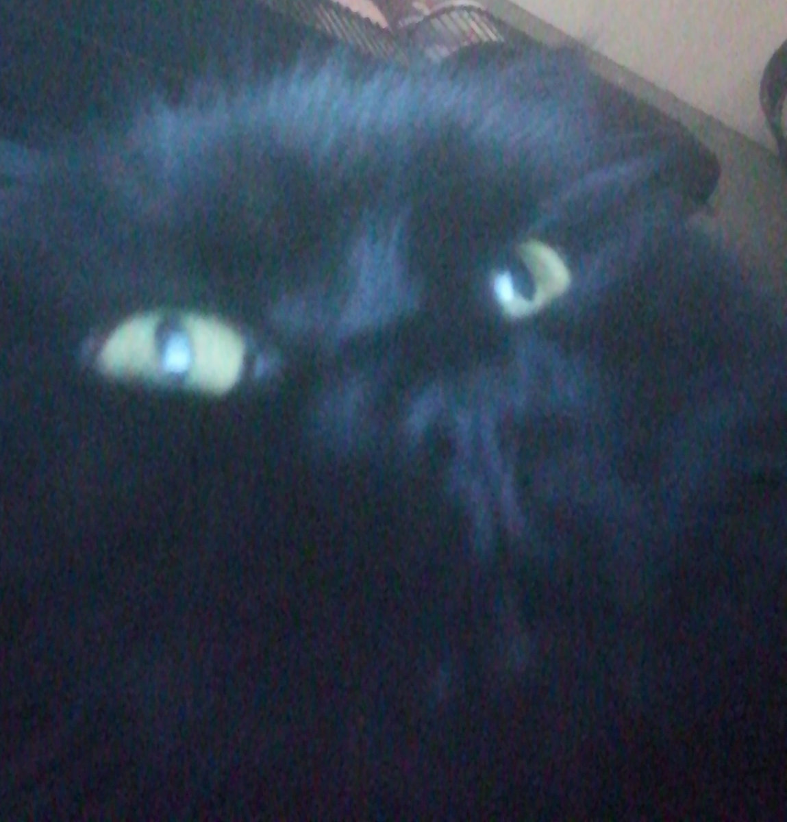 CAT SPLIT! ^w^ | ⚗〠ൠᴥ௵ஔ∰ጃ෴ᅘ༽໒ Luni / 『Acid Lemons💊🍋』 | 『Acid Lemons💊🍋』