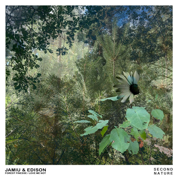 Love Me Not / Forest Finesse | Jamiu & edison | Second Nature