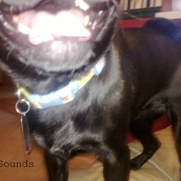 Pug Sounds | Pug Sounds