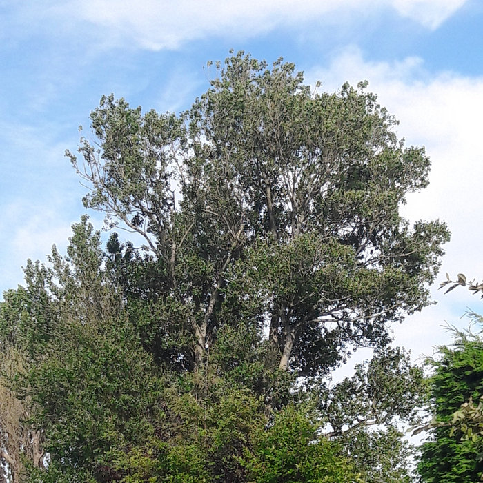 The Forgiveness of Trees | Darkcave