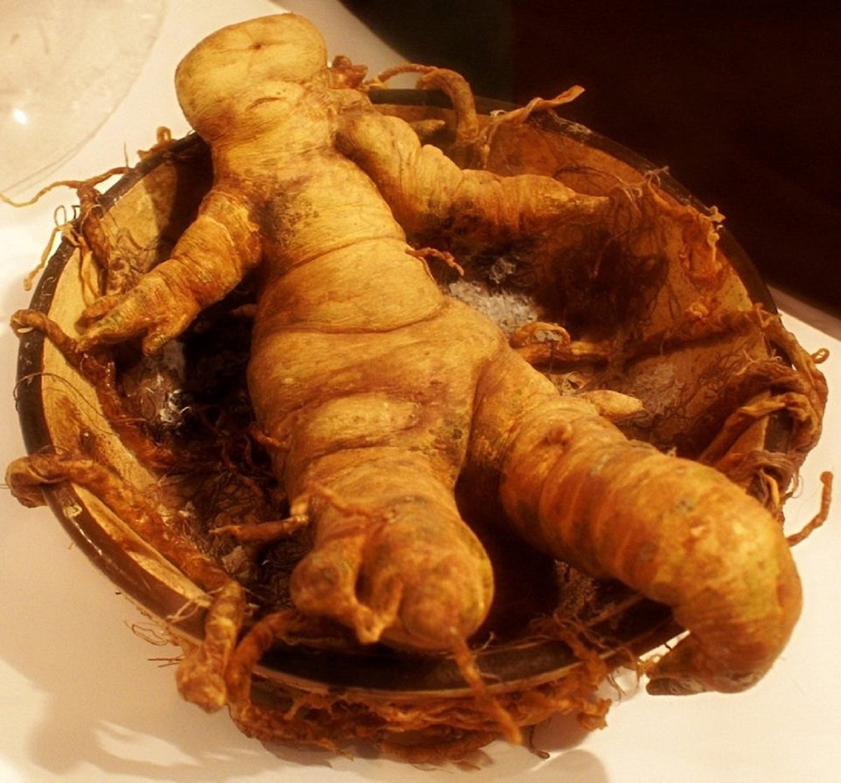 Mandragora Root