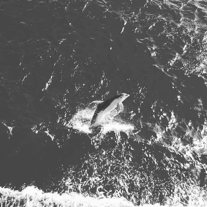 Ambient Collection | Rael Thomas