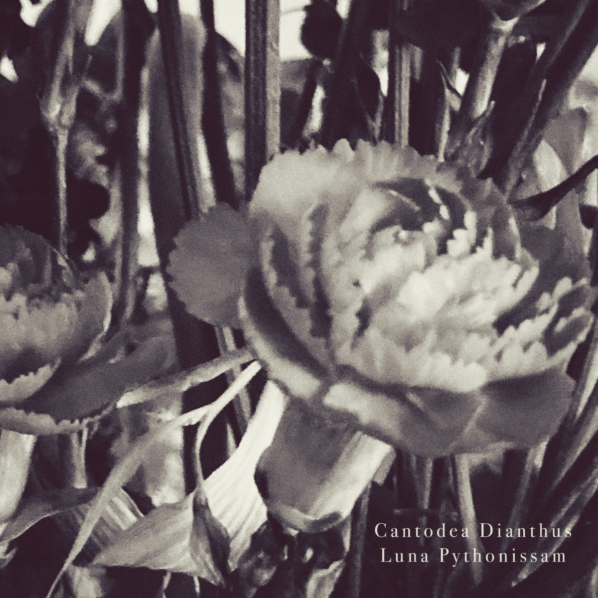 Agonía al corazón | Cantodea Dianthus / Luna Pythonissam | Luna Pythonissam