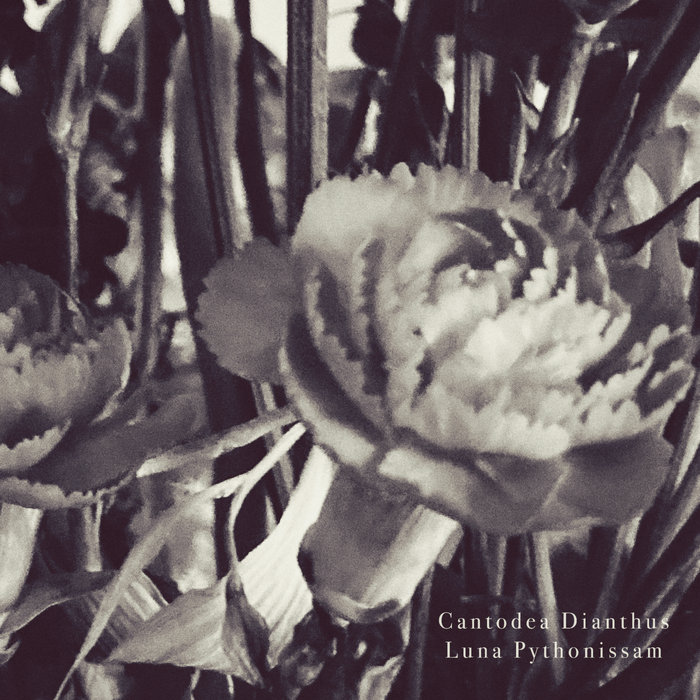 Agonía al corazón | Cantodea Dianthus / Luna Pythonissam | Luna Pythonissam