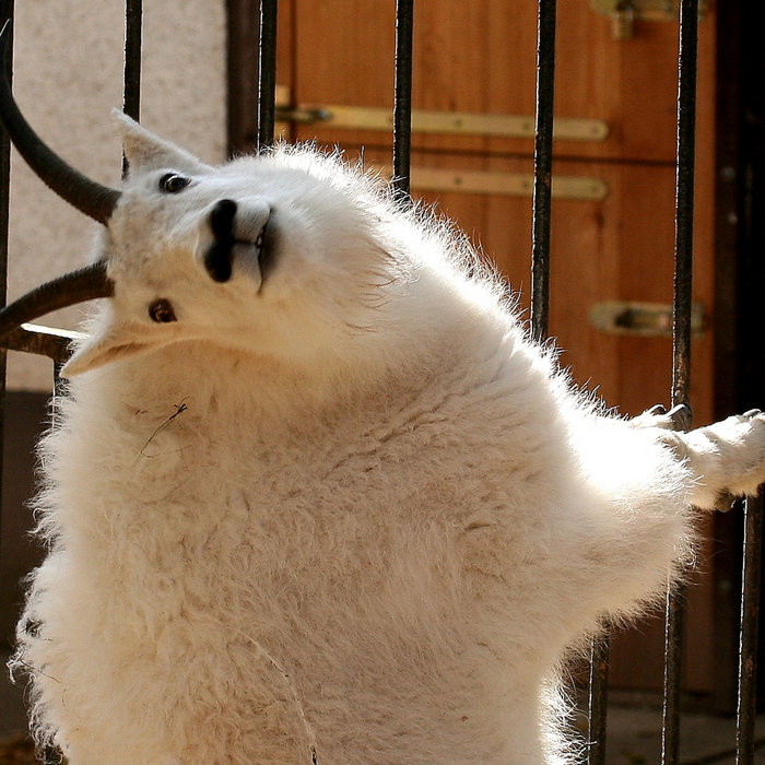 Glaubst du | BEBOL LOON