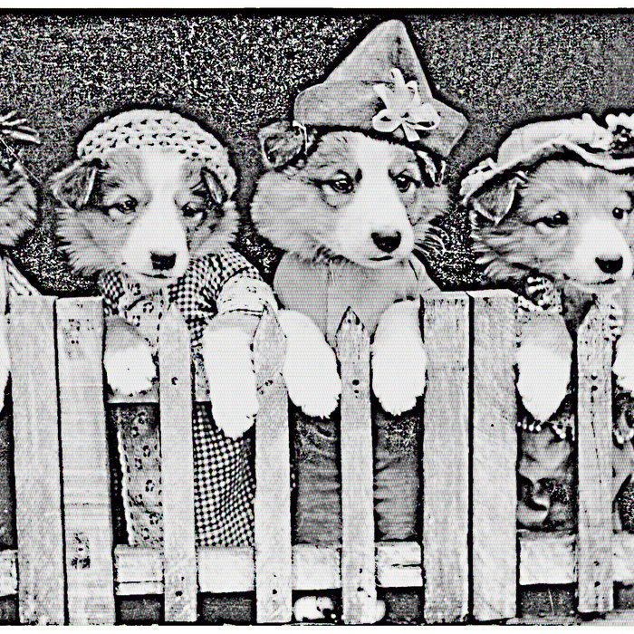 Demo | Southern Panthers