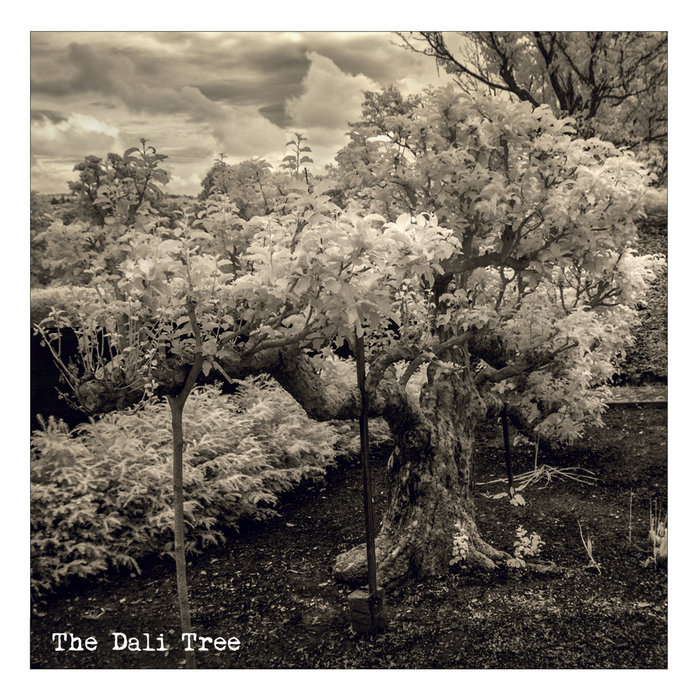 The Dali Tree | MW Pinsent/Glass Colours