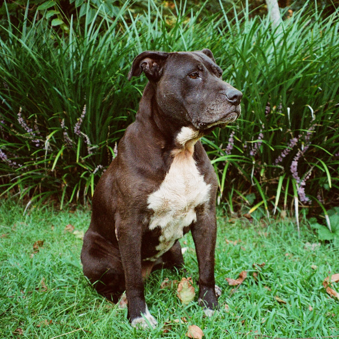 Scout's Odyssey | Brekky Boy
