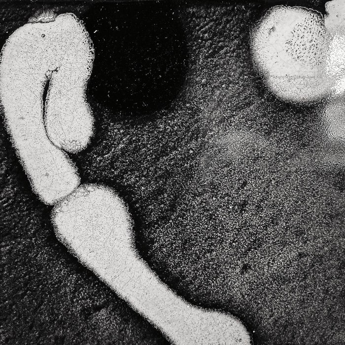 Splinter | Daniel Szwed | Rope Worm