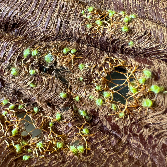 Betwixt | Tim Feeney & Cassia Streb | Harmonic Ooze Records