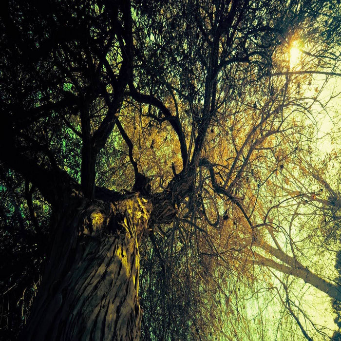 A Sacred Old Tree (before the beginning) | Temptresssun