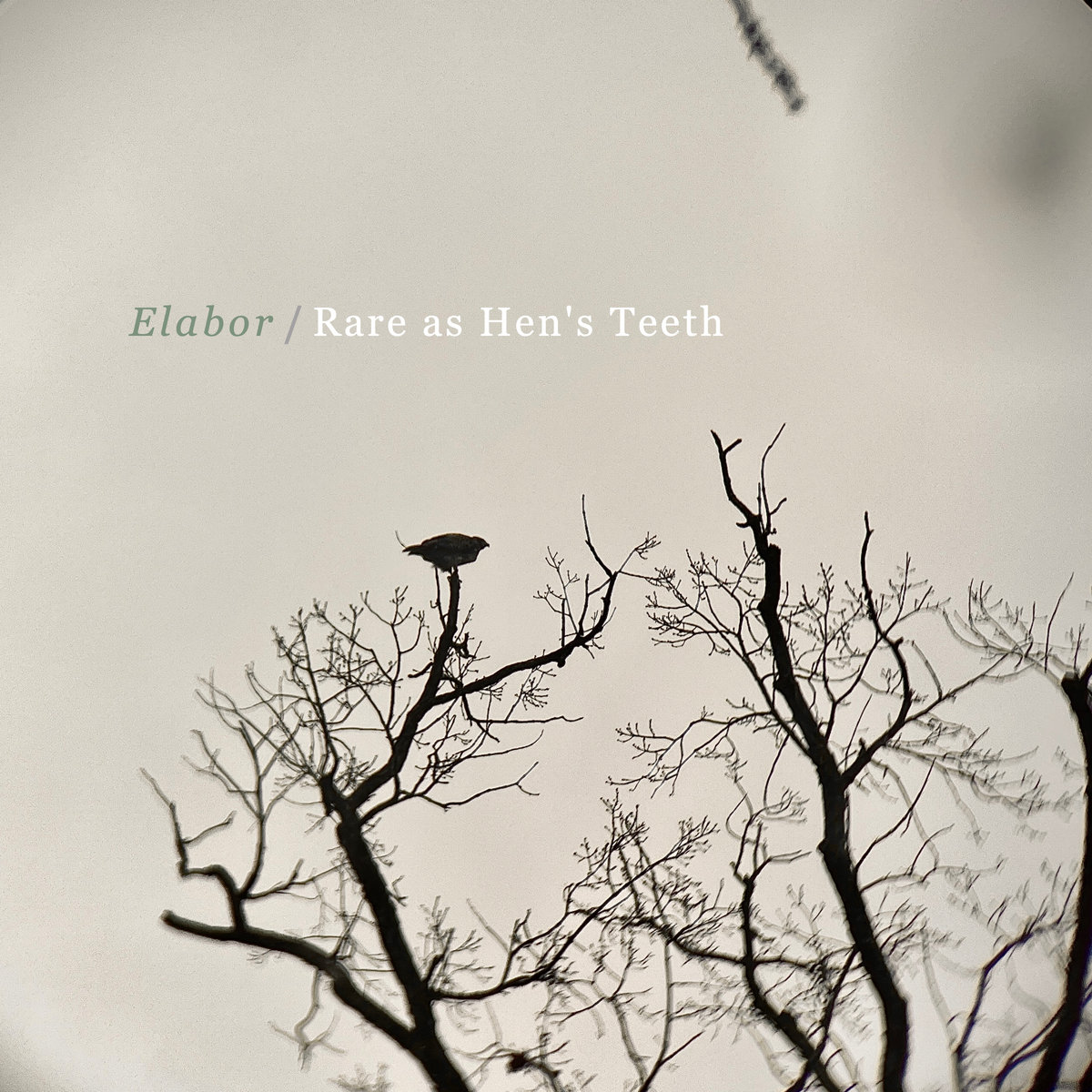 Rare as Hen's Teeth | Elabor