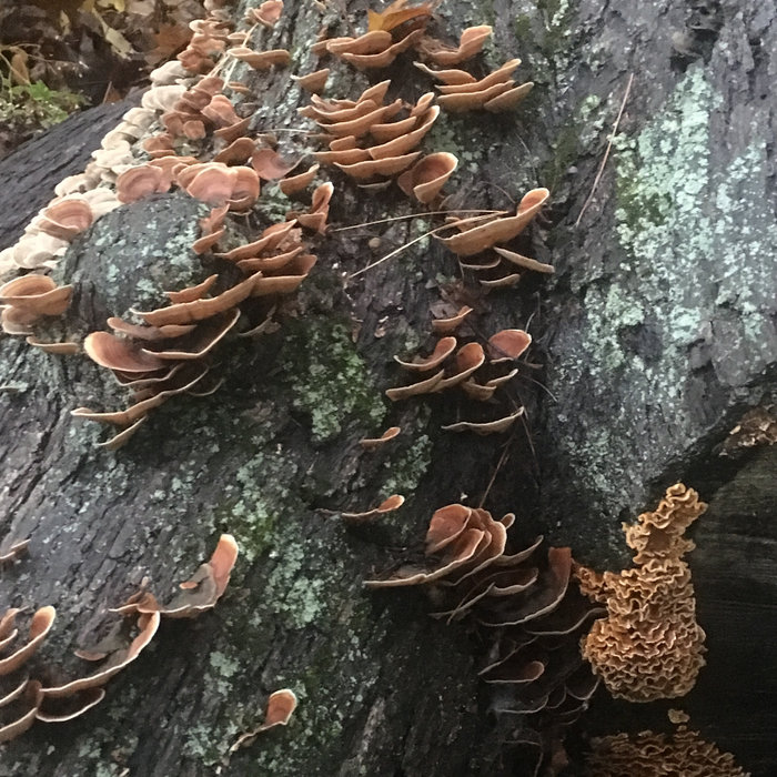 Bless the Telephone | Tanya Donelly