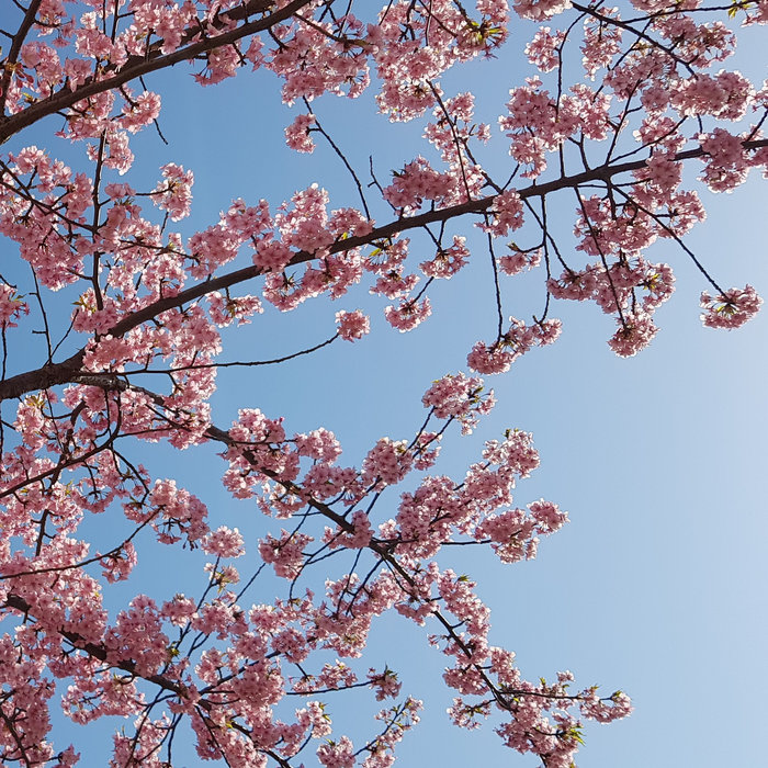 Some High Quality Rips ~ Volume I | cocoffee