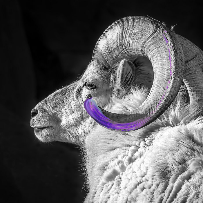 Camera Chimera | LIES