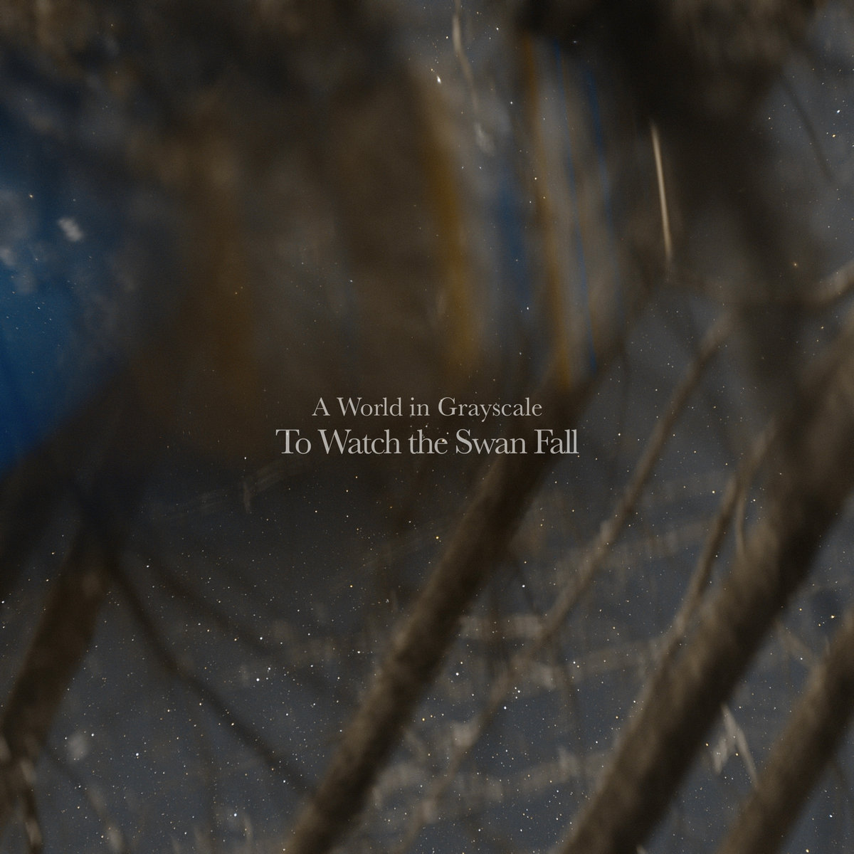 To Watch the Swan Fall | A World In Grayscale