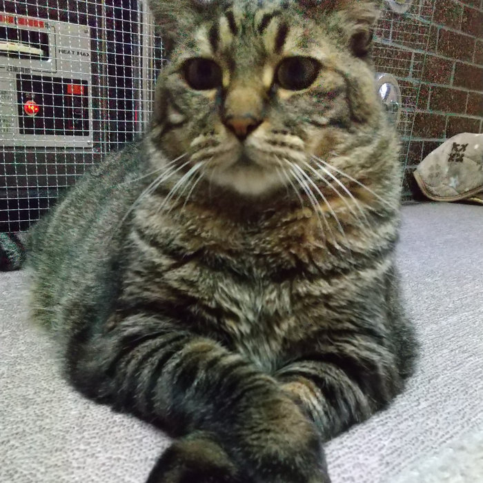 4beats tracks 1 | shu-dai