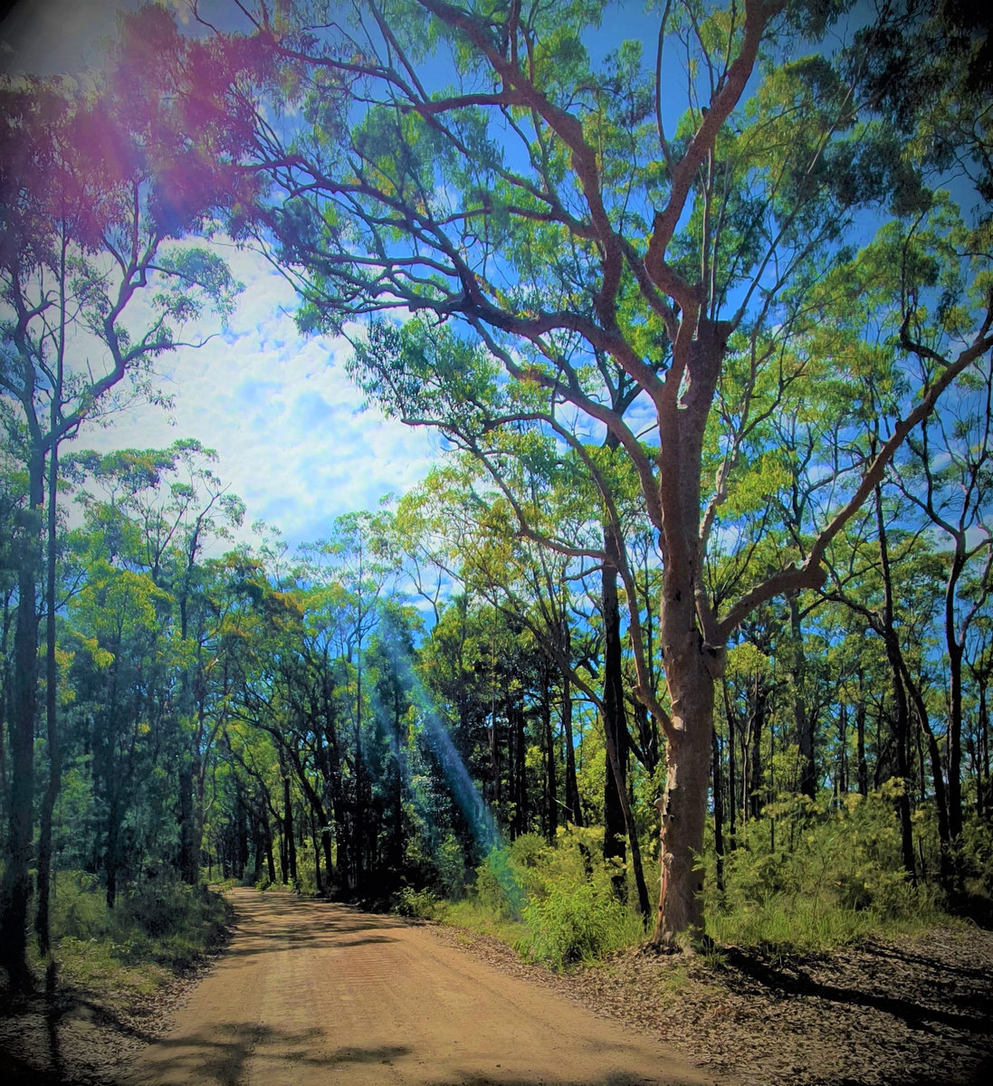 Oaks Trail | Tay Hikes